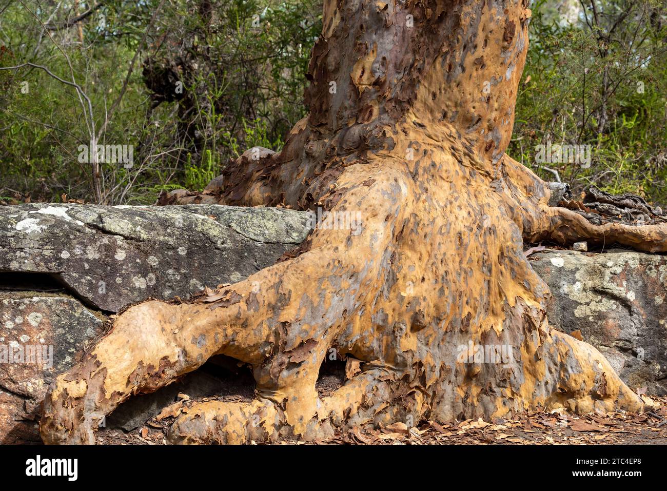 Sydney red gum hi-res stock photography and images - Alamy