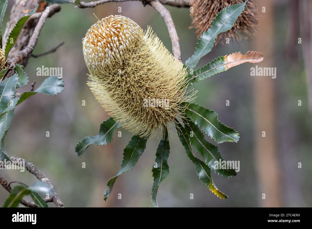 Banksia tree hi-res stock photography and images - Alamy