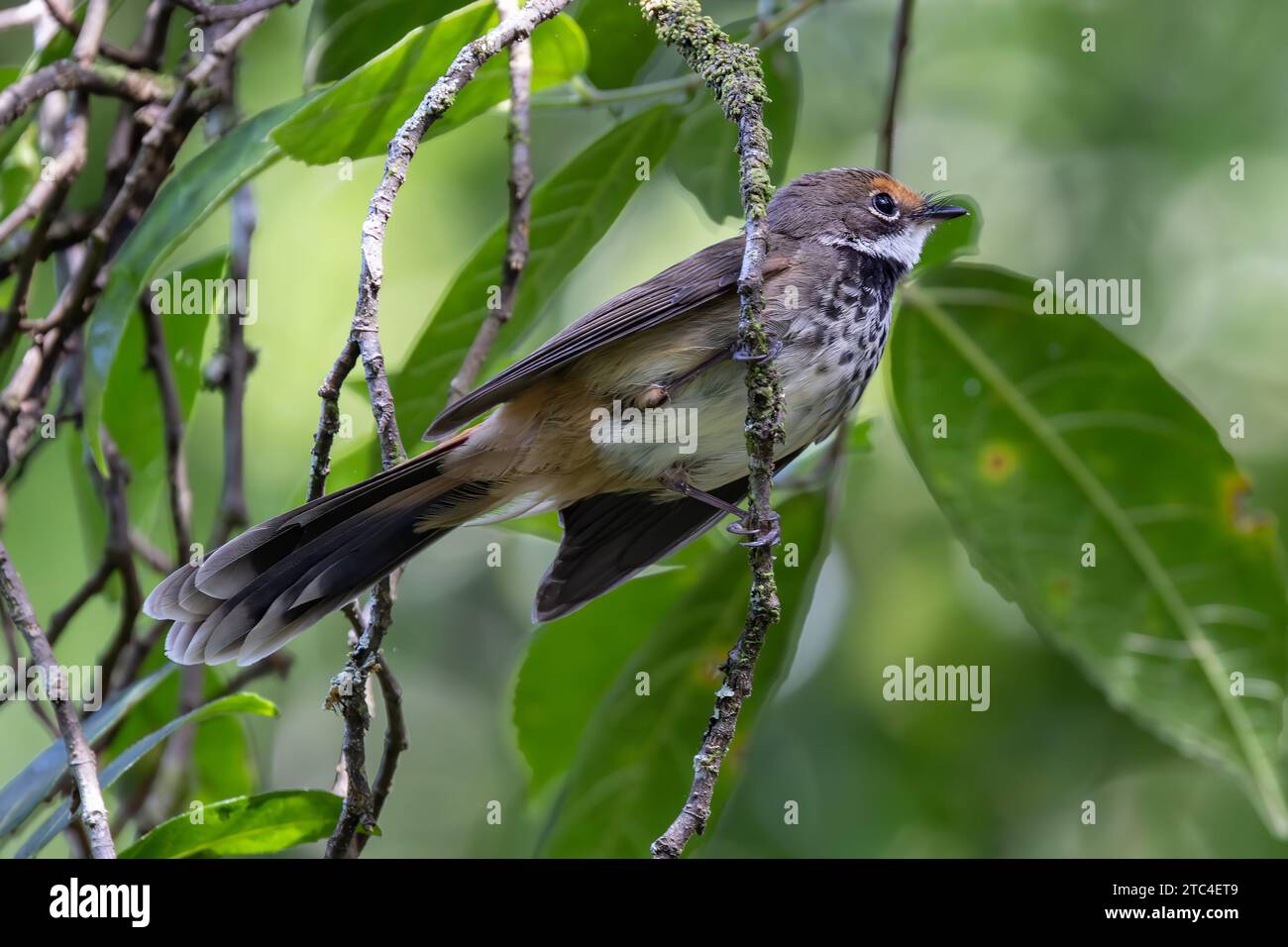 Fantail in tree hi-res stock photography and images - Alamy
