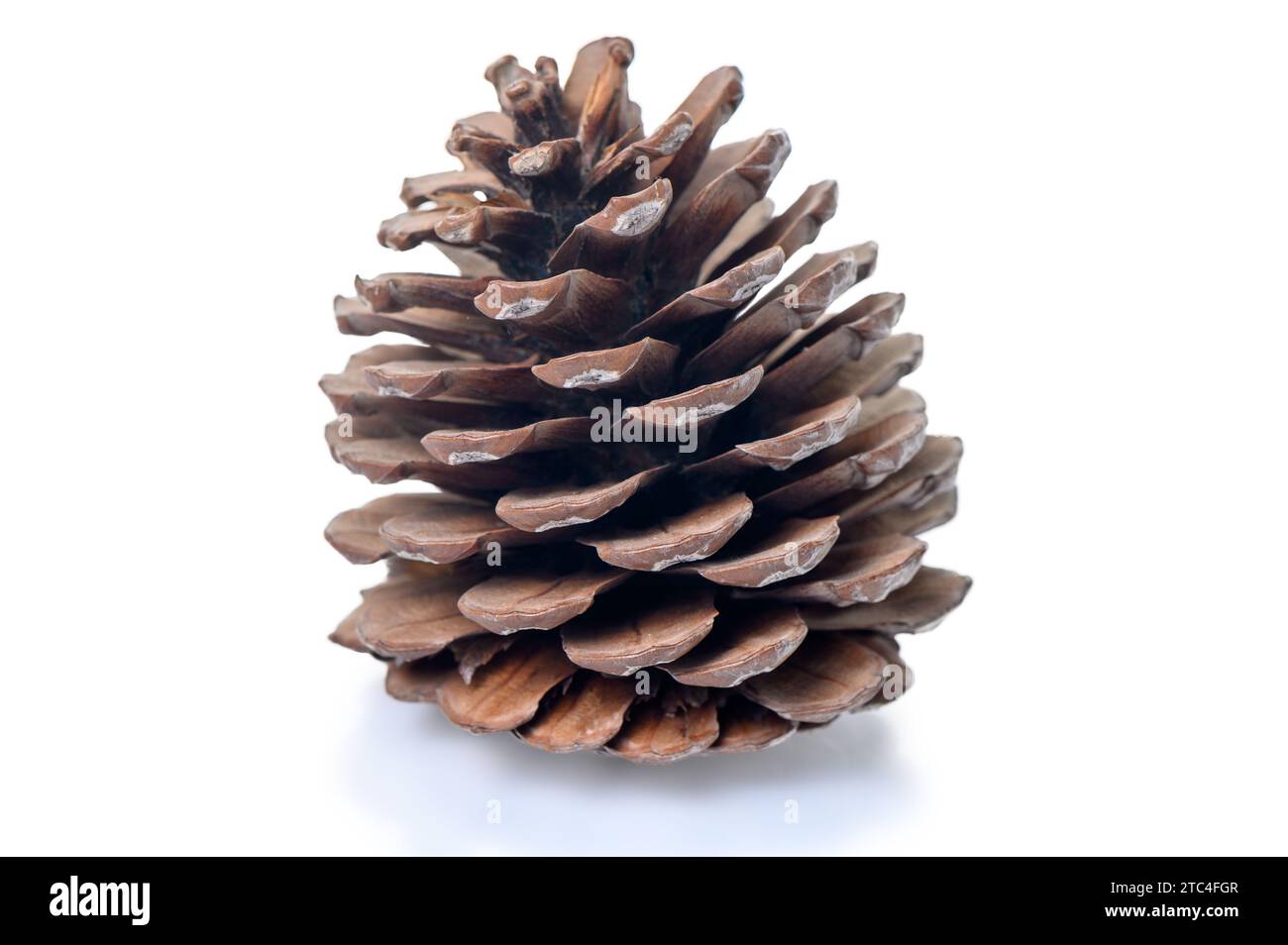 Drying fir tree hi-res stock photography and images - Alamy
