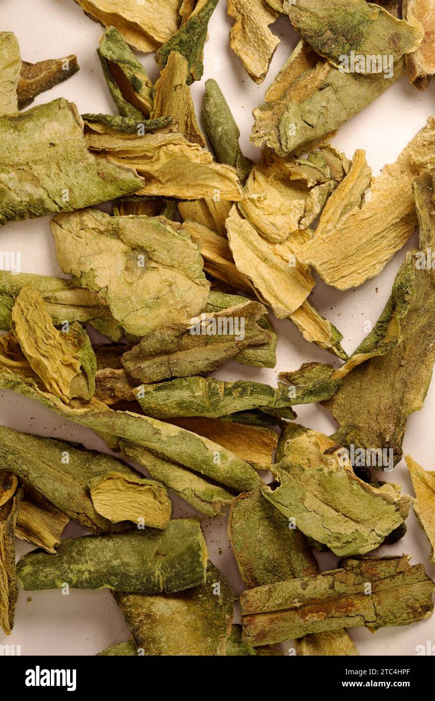 Echinopsis peruviana peruvian torch syn trichocereus peruvianus ...