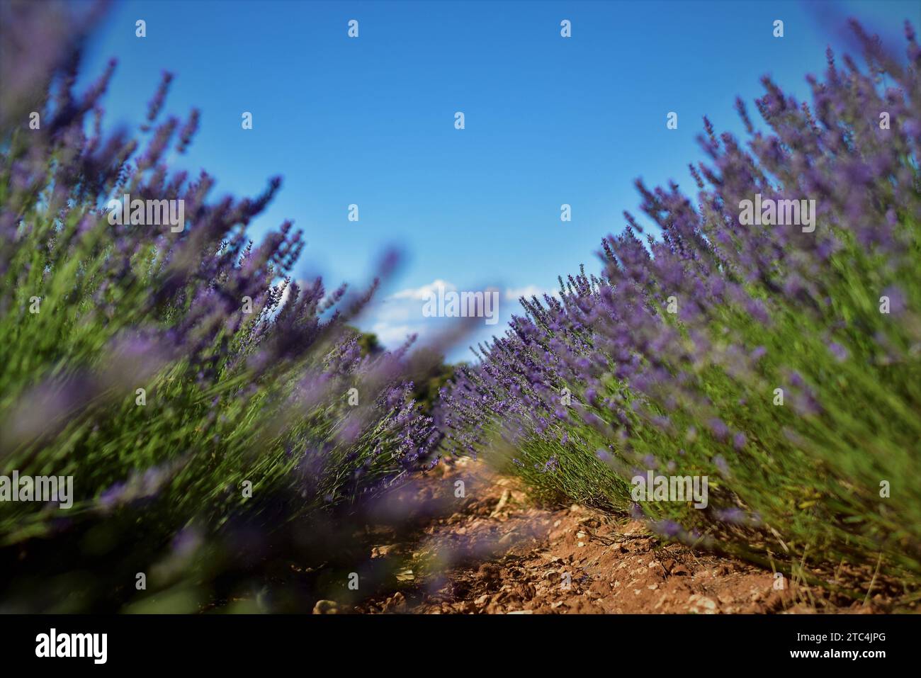 Lavender fields landscape blossoming hi-res stock photography and ...