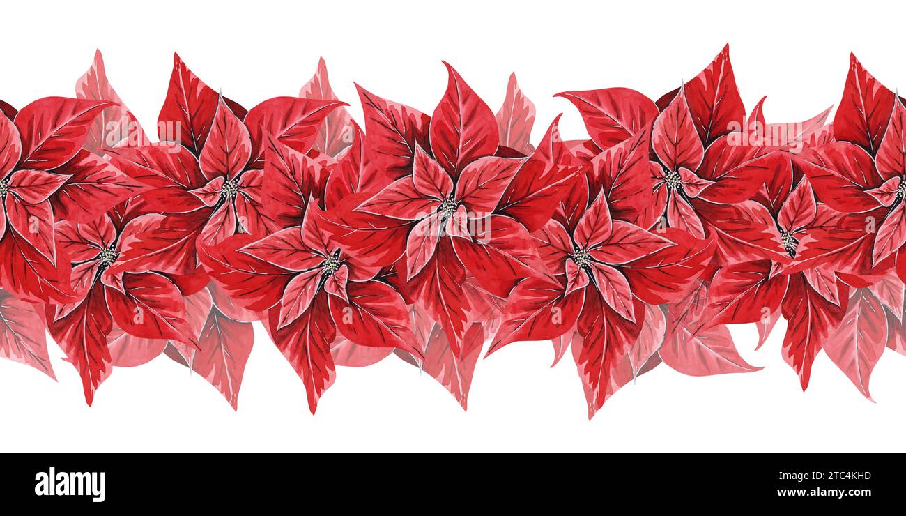 Christmas seamless border with poinsettia flowers, hand painted ...