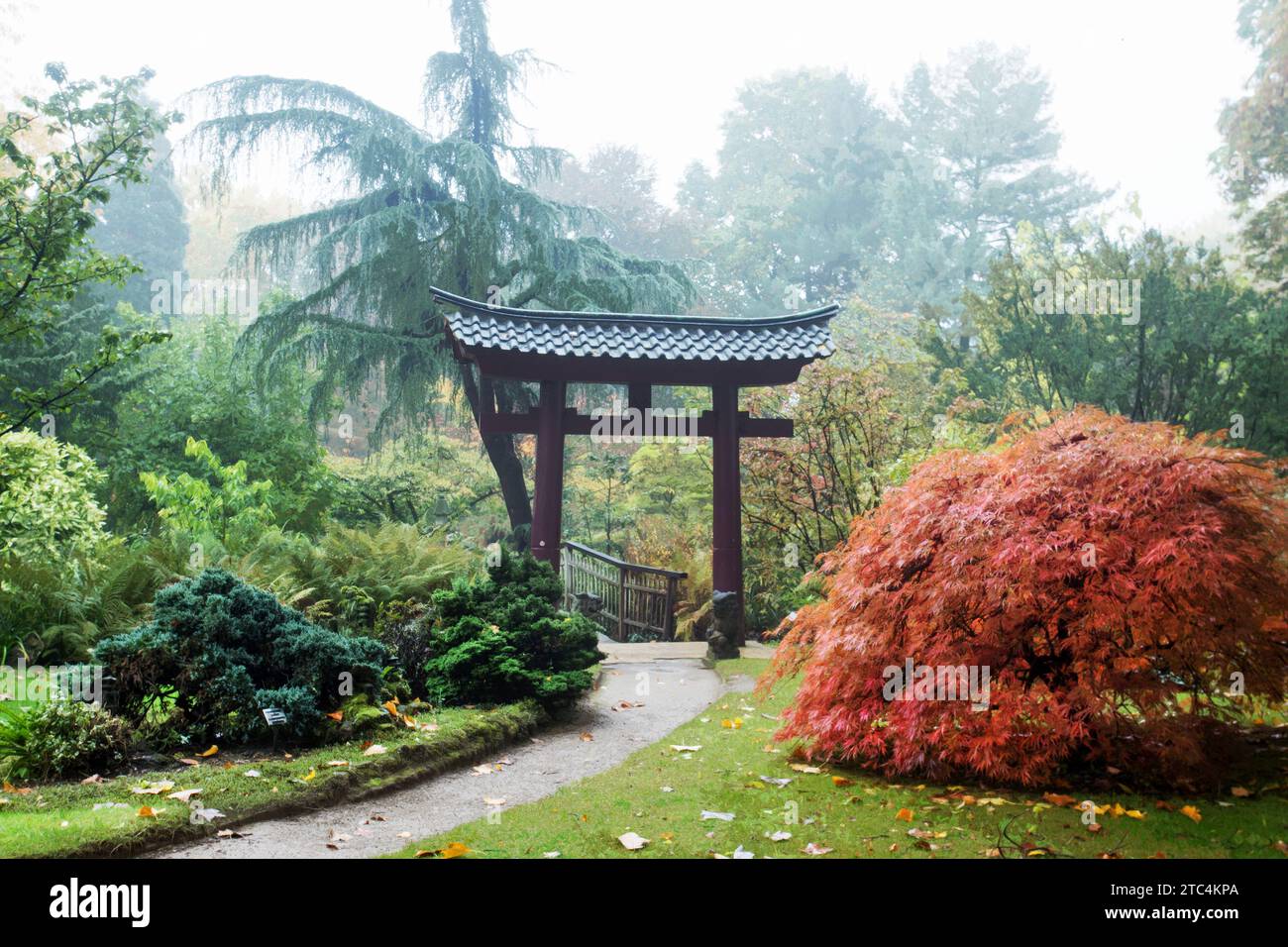 Autumn leaf color of Japanese maple in Japanese garden of Leverkusen ...