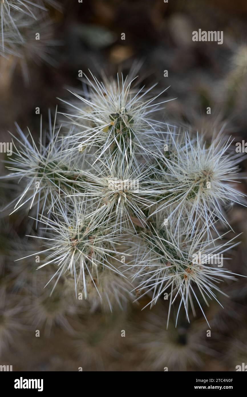 Silver cholla cactus hi-res stock photography and images - Alamy