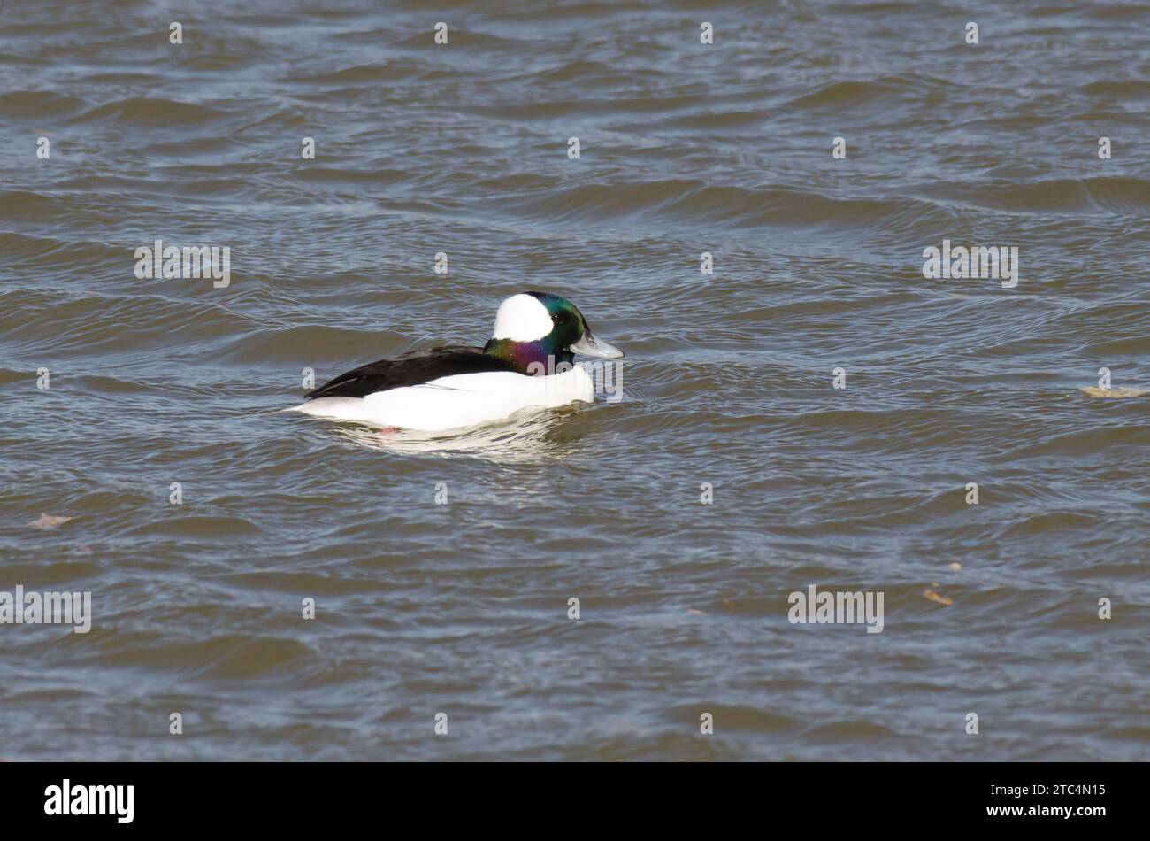 Bucephala albeola hi-res stock photography and images - Alamy