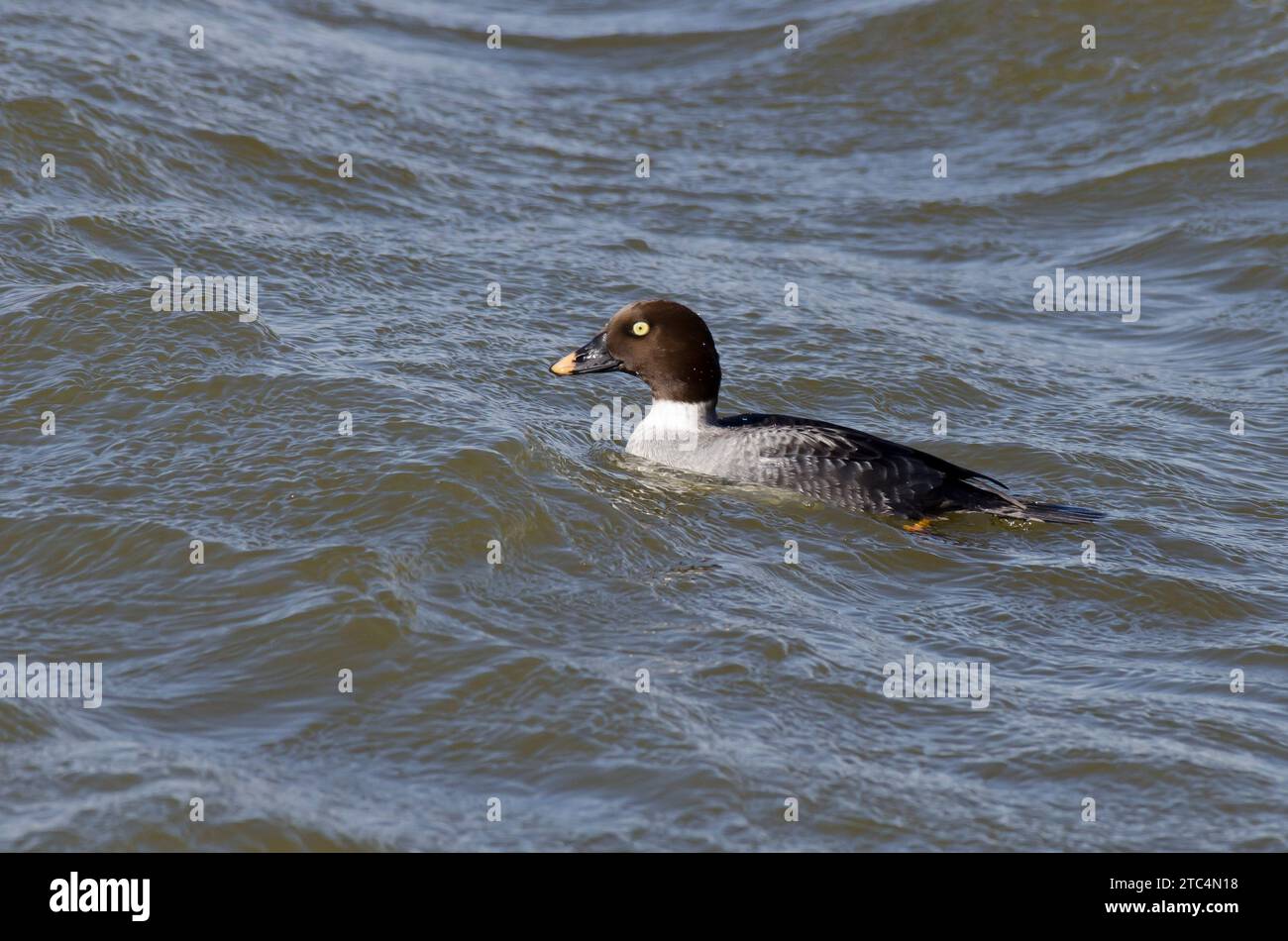 Common Goldeneye, Bucephala clangula, female Stock Photo - Alamy