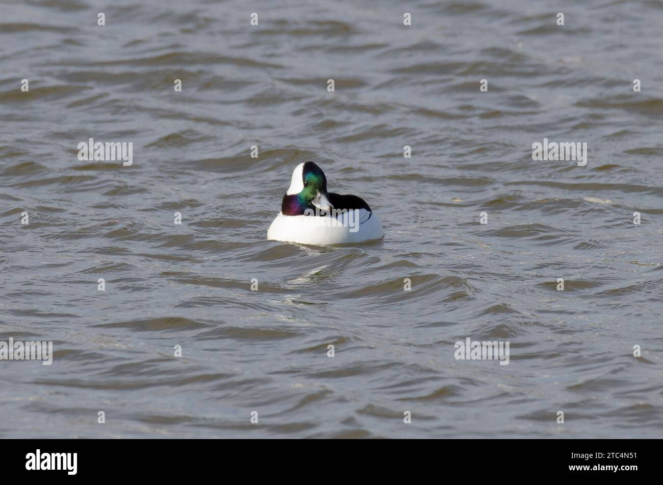 Bucephala albeola hi-res stock photography and images - Alamy