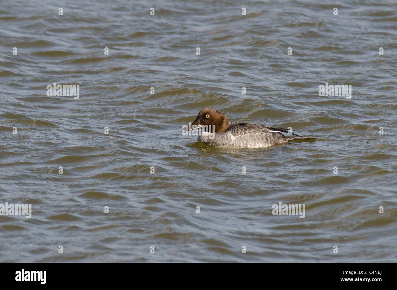 Common Goldeneye, Bucephala clangula, female Stock Photo - Alamy