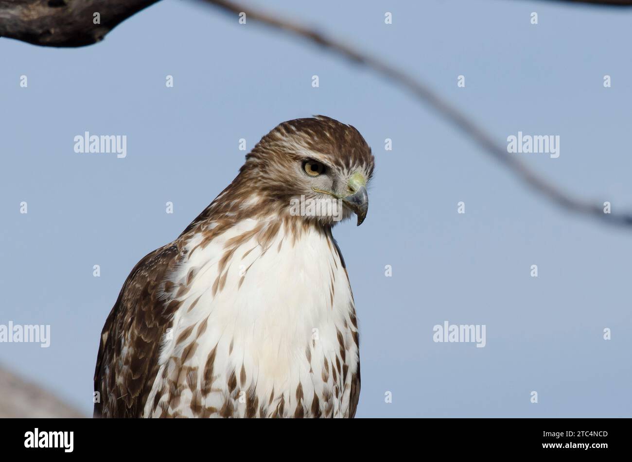 Red-tailed Hawk, Buteo jamaicensis Stock Photo - Alamy