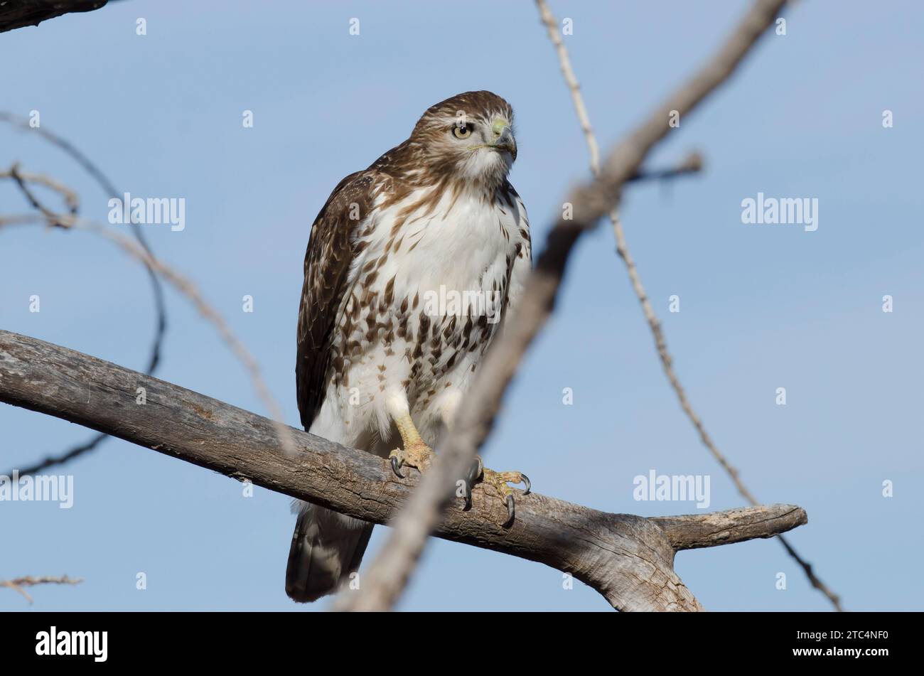 Red-tailed Hawk, Buteo jamaicensis Stock Photo - Alamy