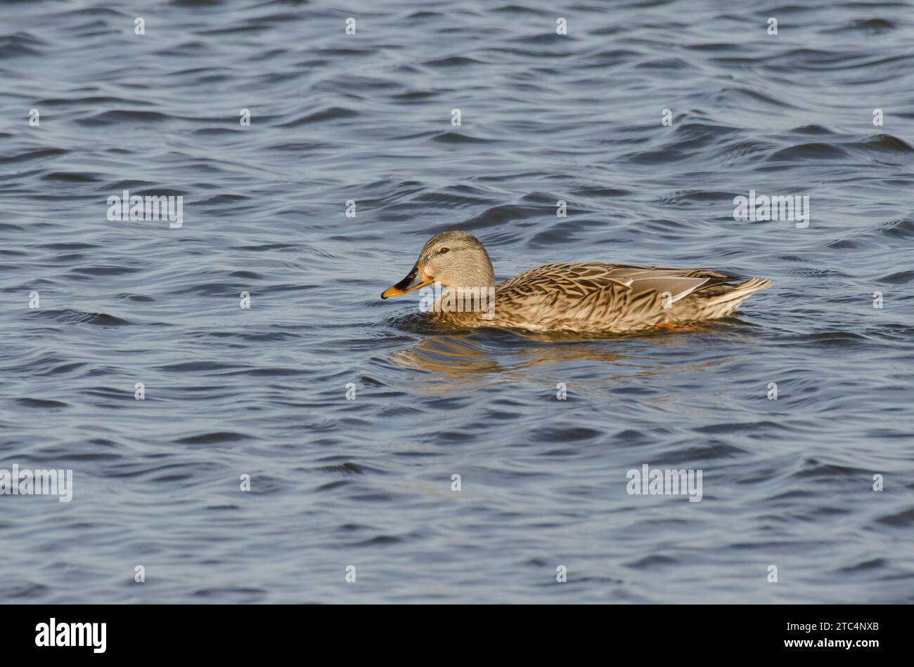 Mallard anas platyrhynchos line hi-res stock photography and images - Alamy