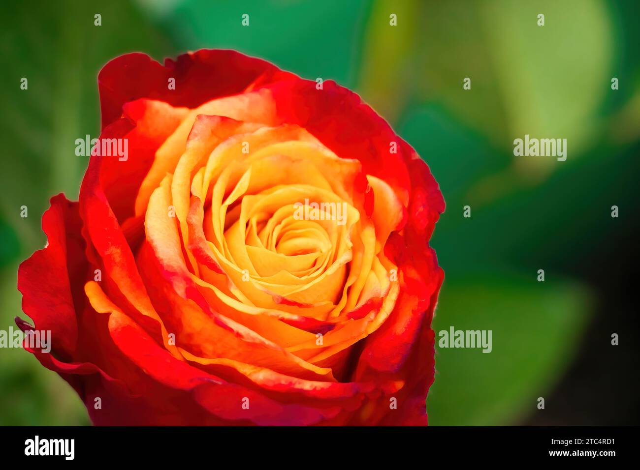Beautiful red and yellow bicolor rose close up. Growing decorative ...