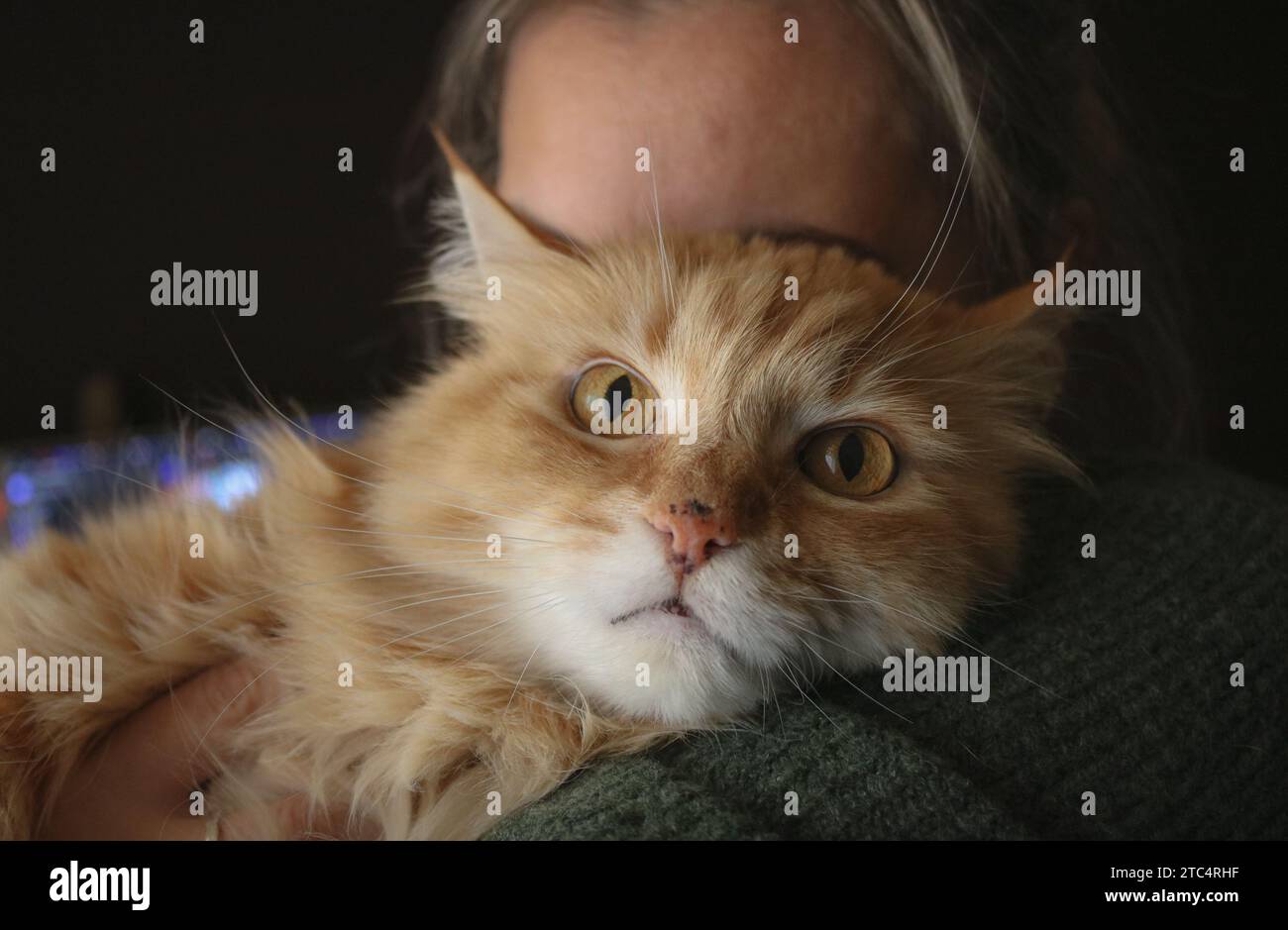 Fluffy, ginger cat Stock Photo - Alamy