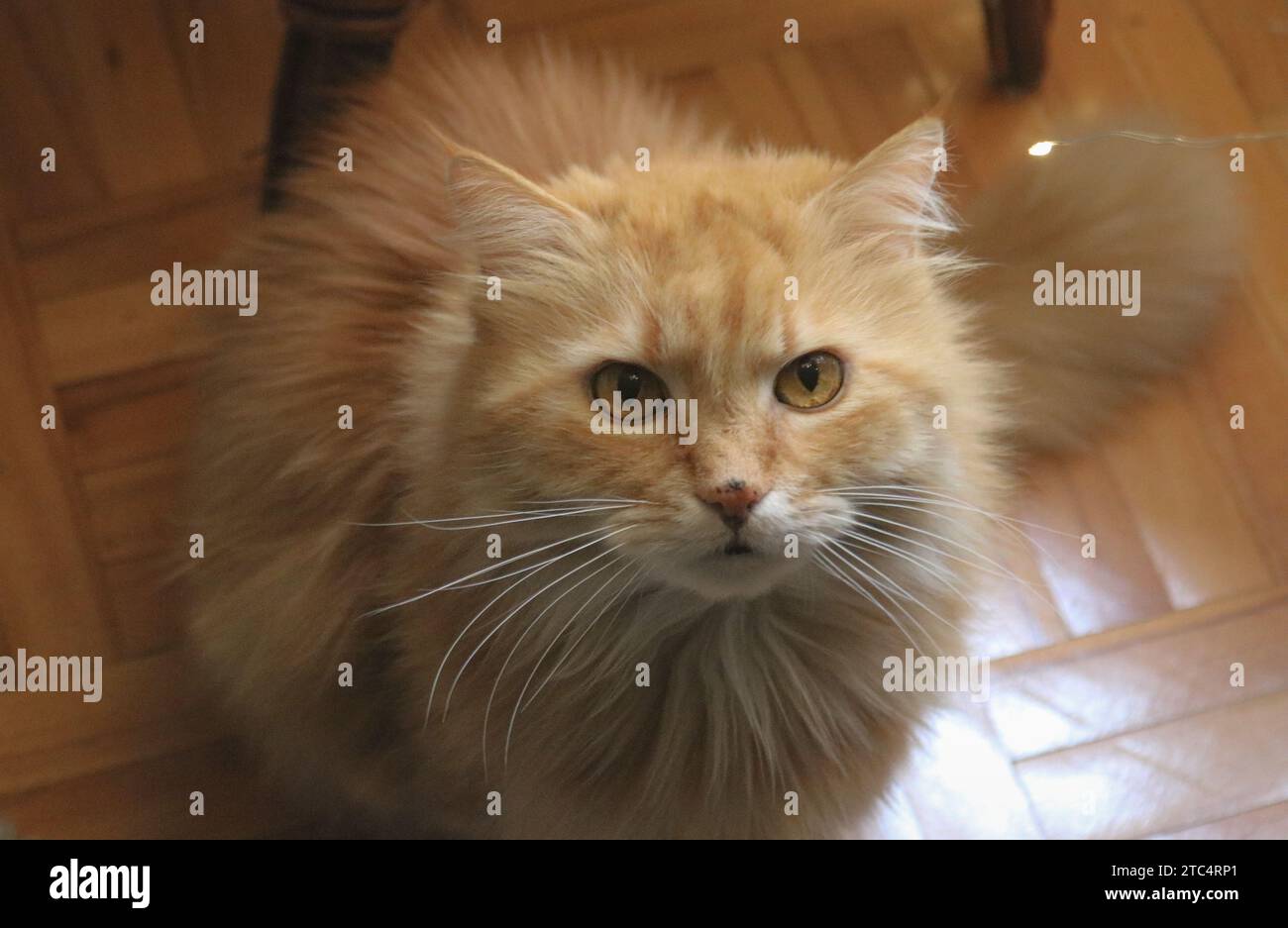 Fluffy, ginger cat Stock Photo - Alamy