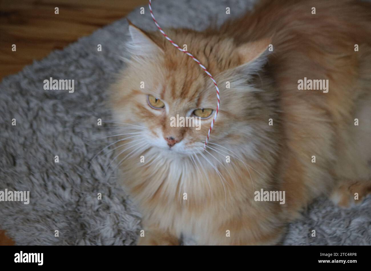 Fluffy, ginger cat Stock Photo - Alamy