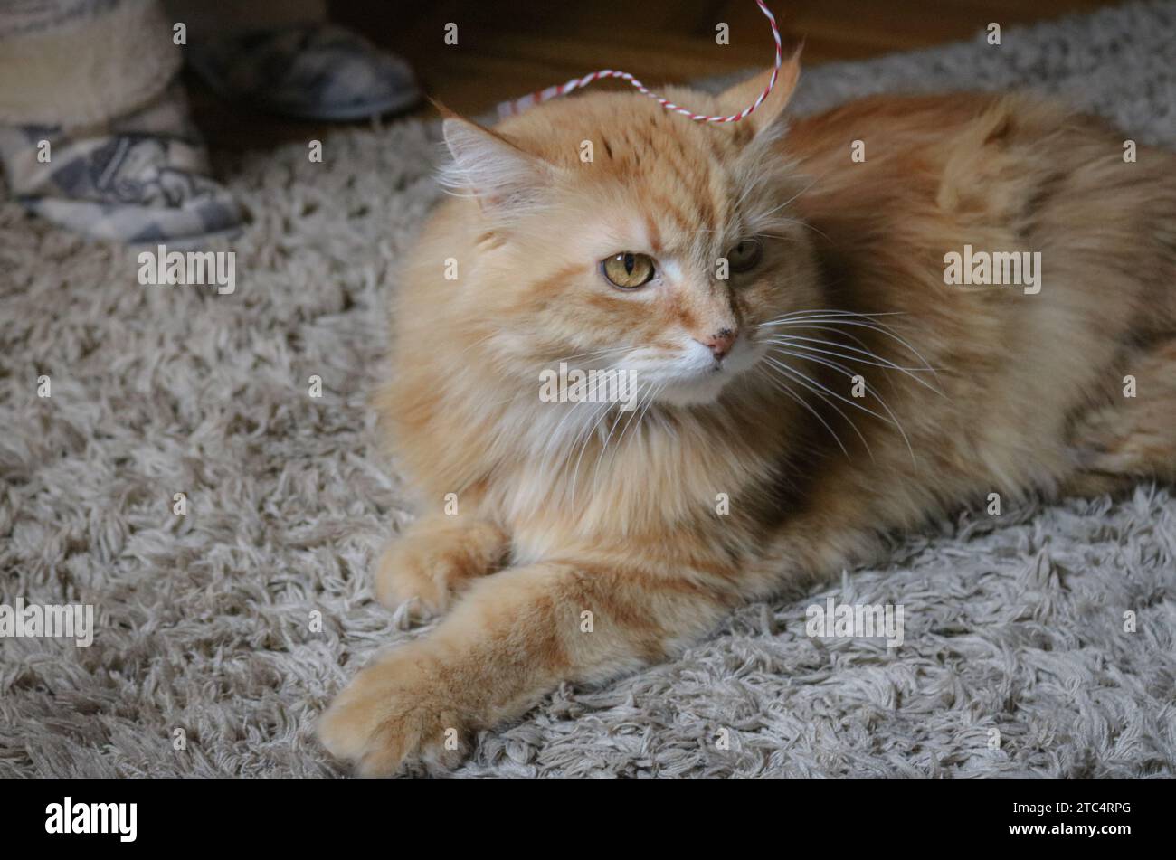 Long haired cat ginger hi-res stock photography and images - Alamy