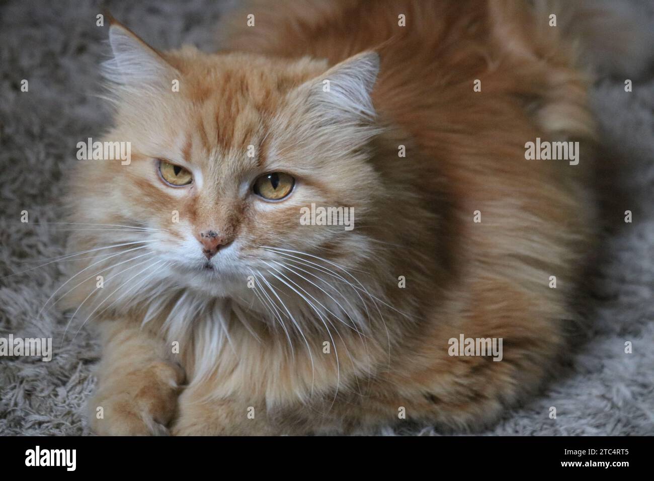Fluffy, ginger cat Stock Photo - Alamy Fluffy, ginger cat Stock Photo - Alamy