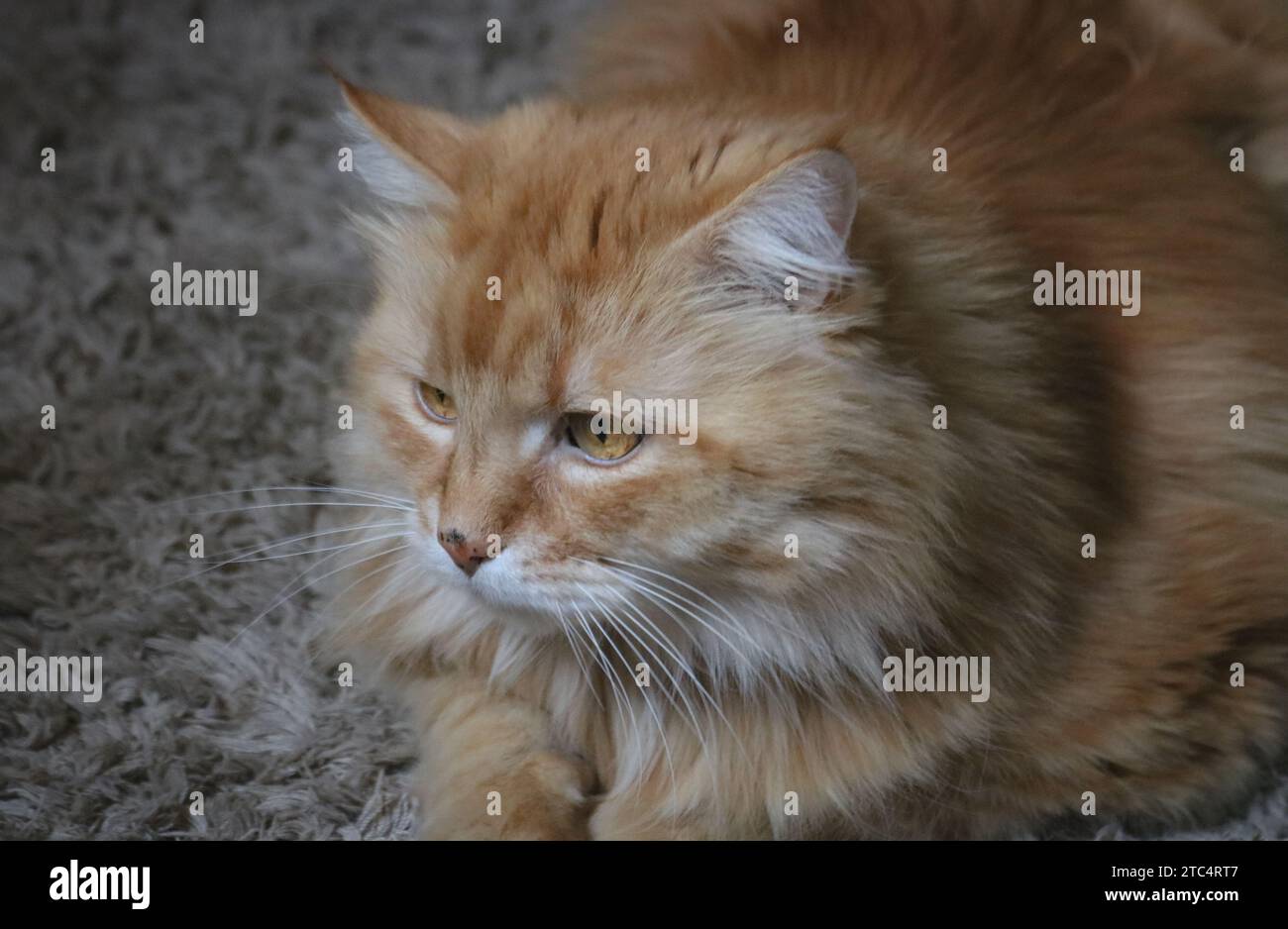 Fluffy, ginger cat Stock Photo - Alamy