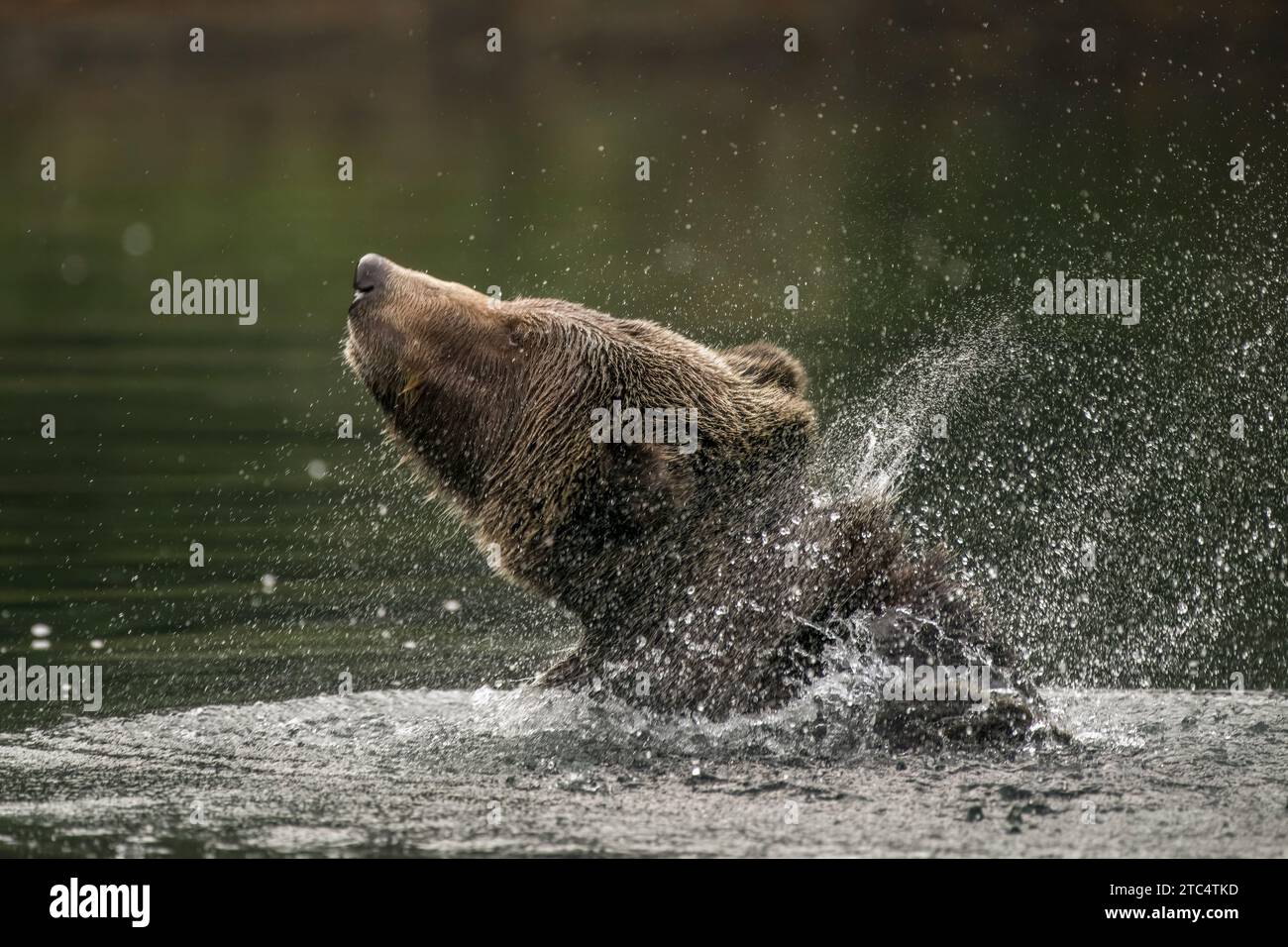 Grizzly bear shaking off water, flying water droplets, Chilko Lake, BC ...