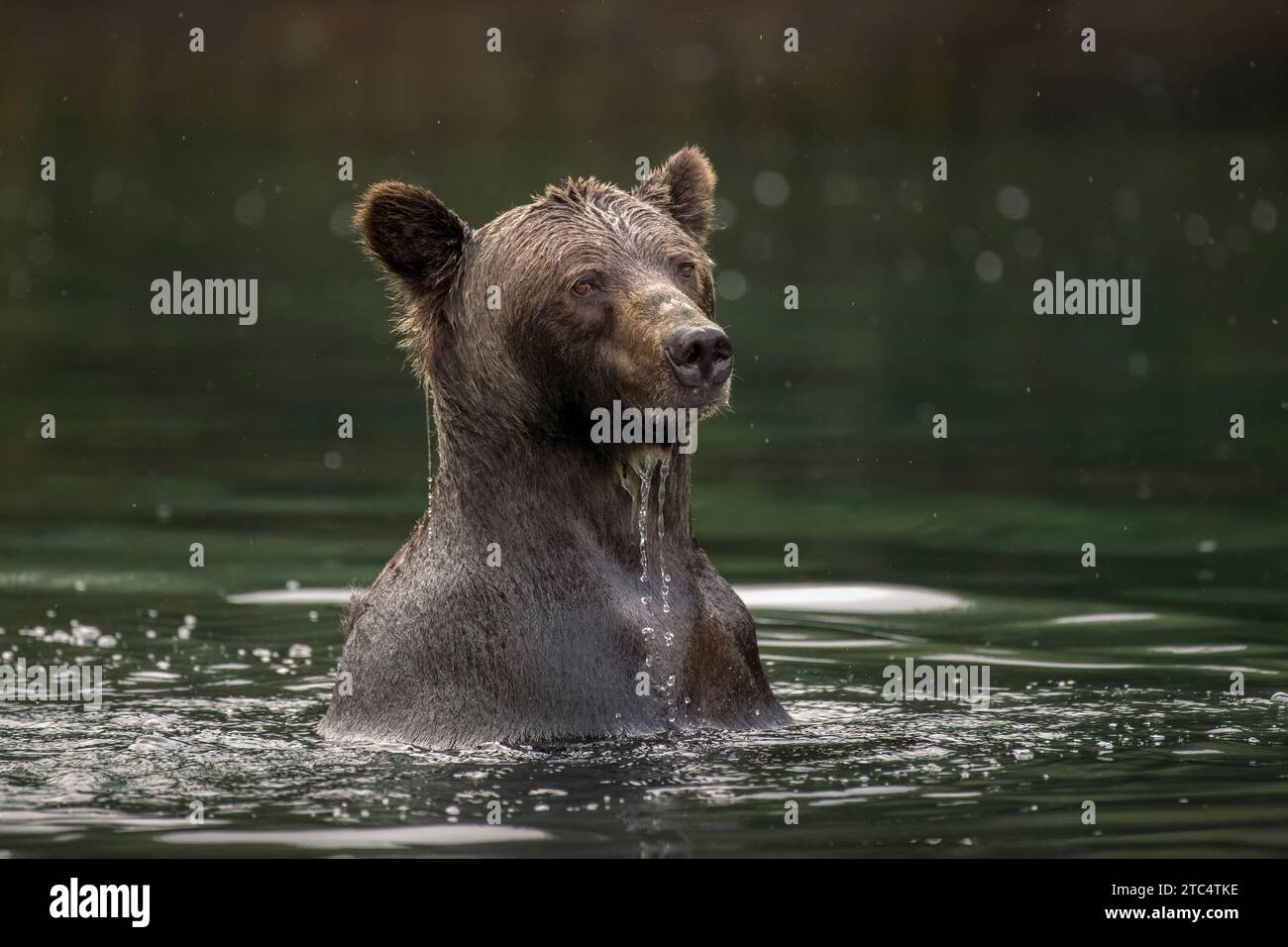 Soaked grizzly bear dripping water, Chilko Lake, BC Stock Photo - Alamy