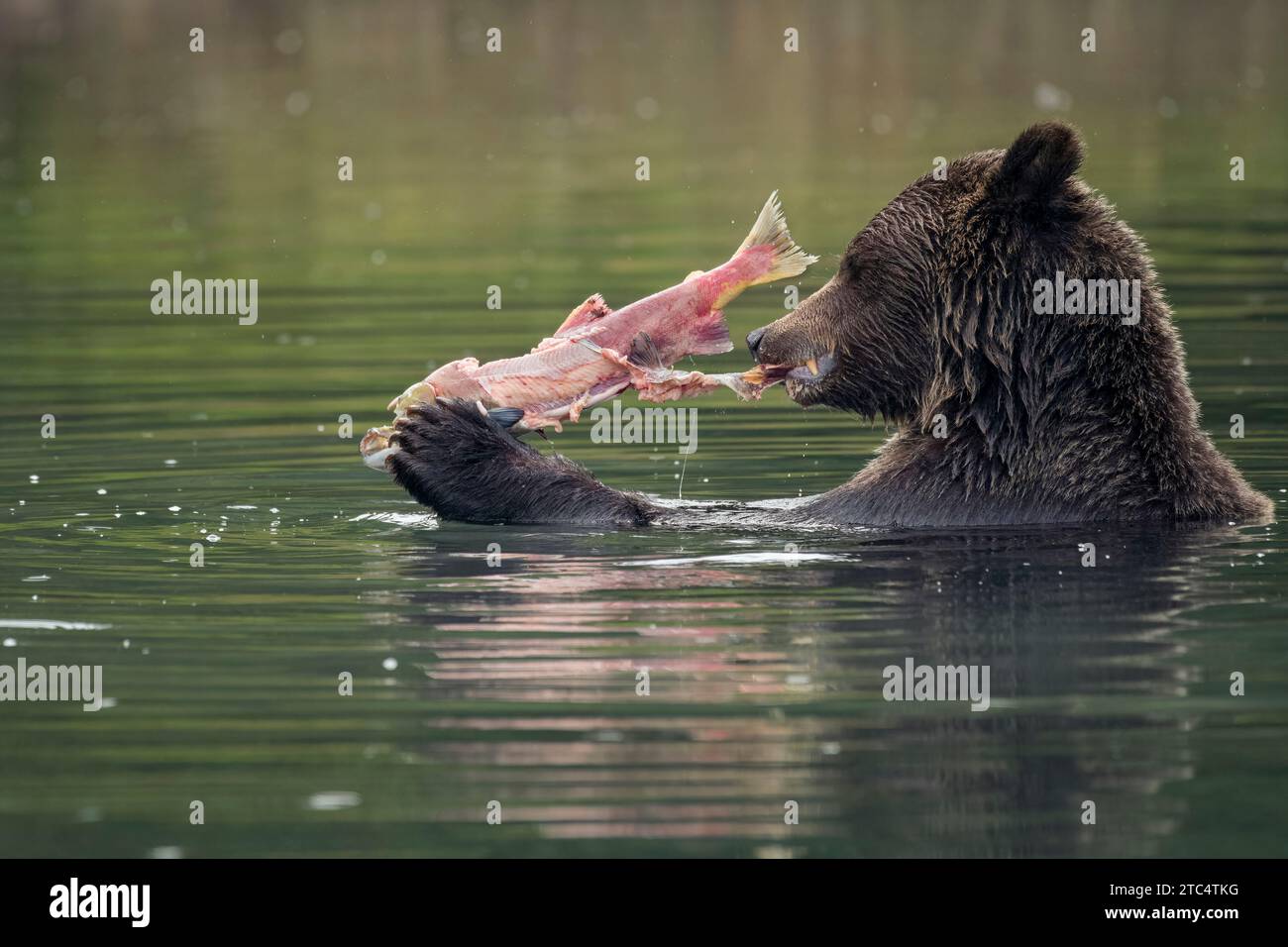 Grizzly bear stripping skin off a salmon carcass, Chilko Lake BC Stock Photo - Alamy