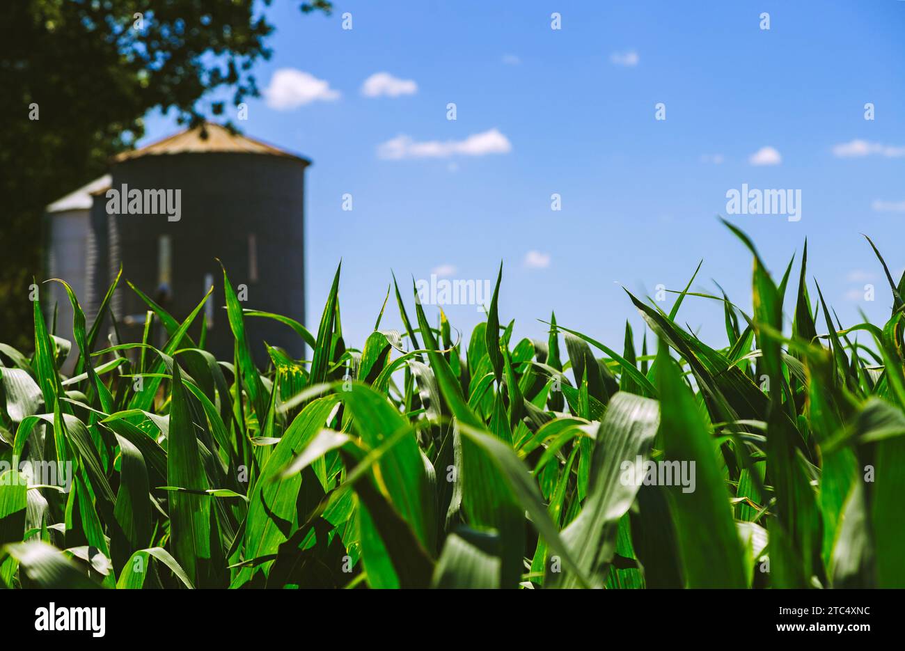 Land of a green corn farm with silos at background. Agricultural region ...