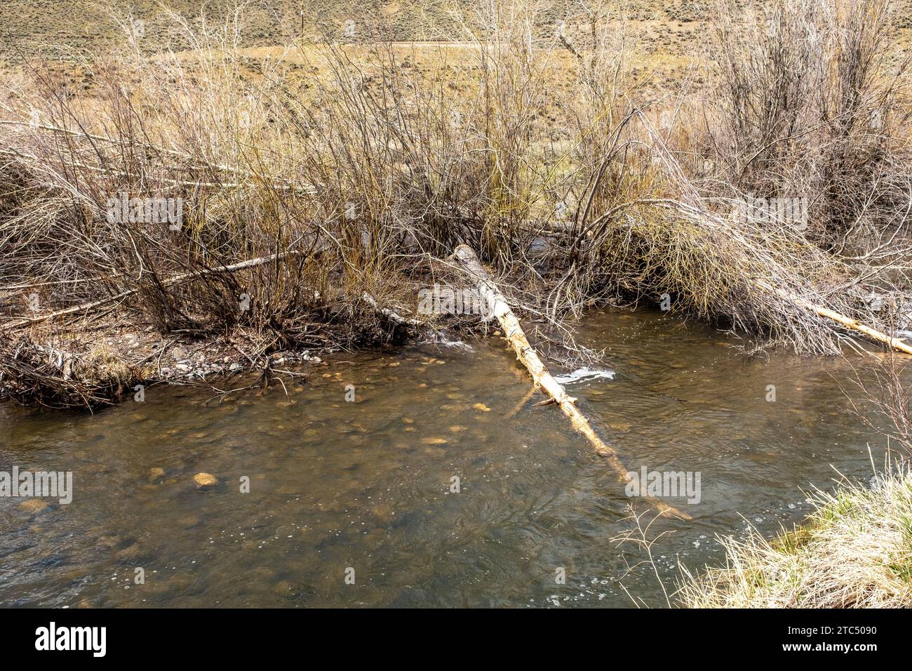 Beaver outdoor photos hi-res stock photography and images - Alamy