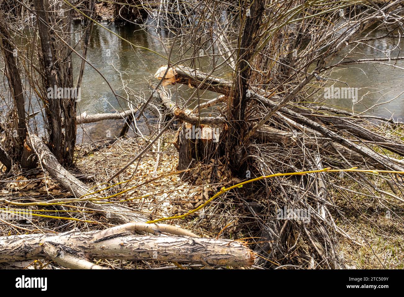 Beaver chewed willows Stock Photo - Alamy