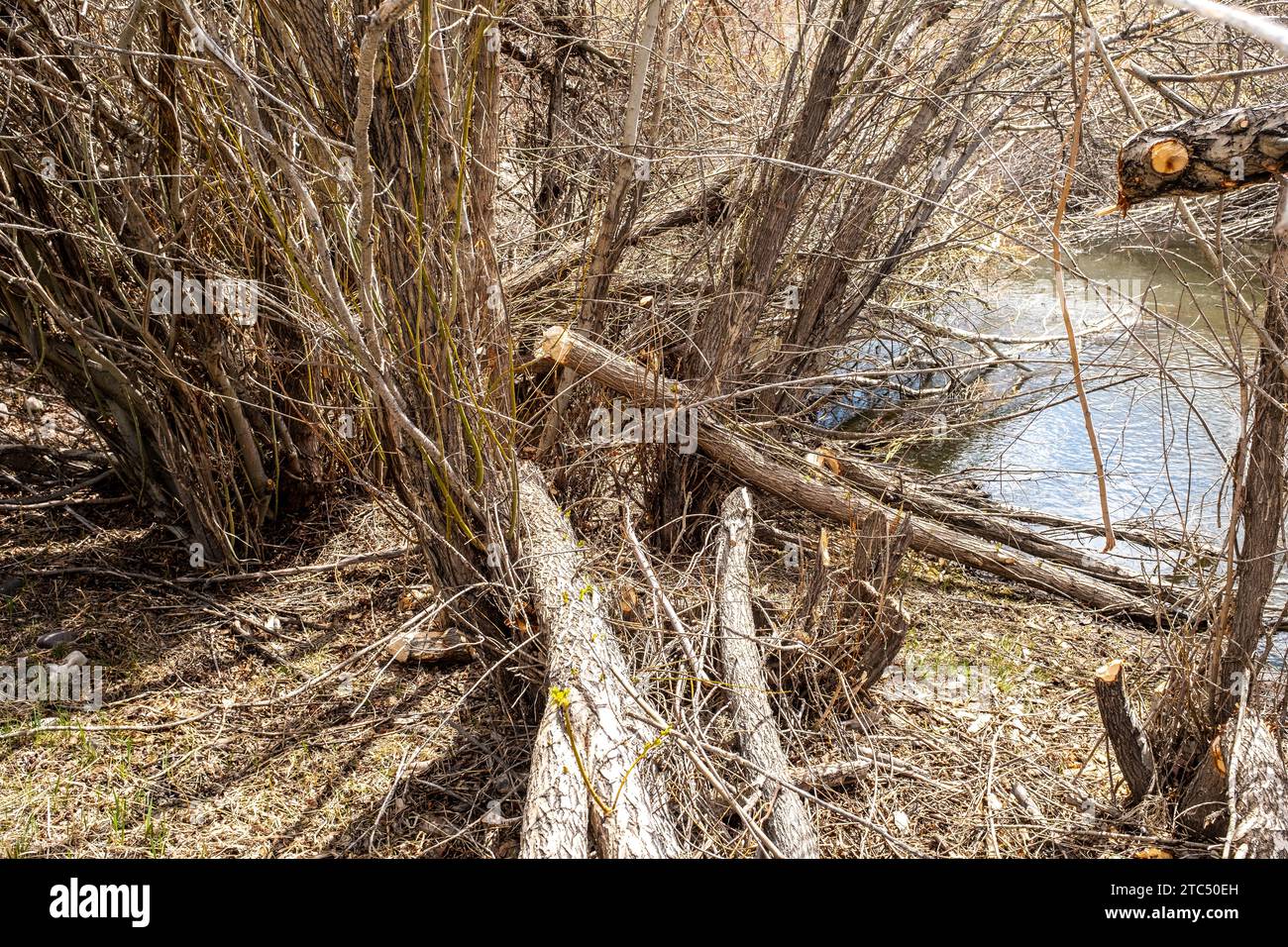 Beaver chewed willows Stock Photo - Alamy