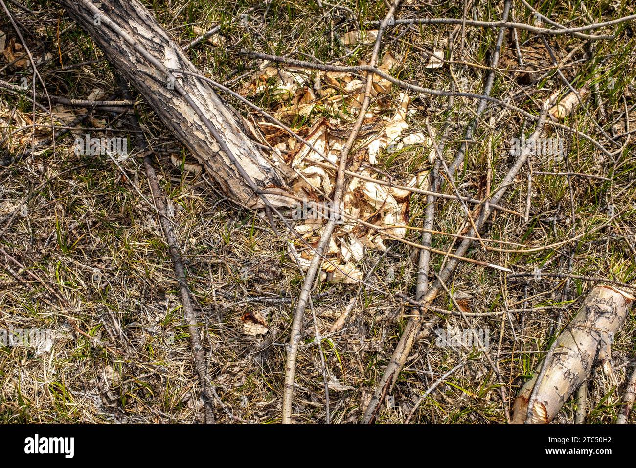 Beaver work hi-res stock photography and images - Alamy