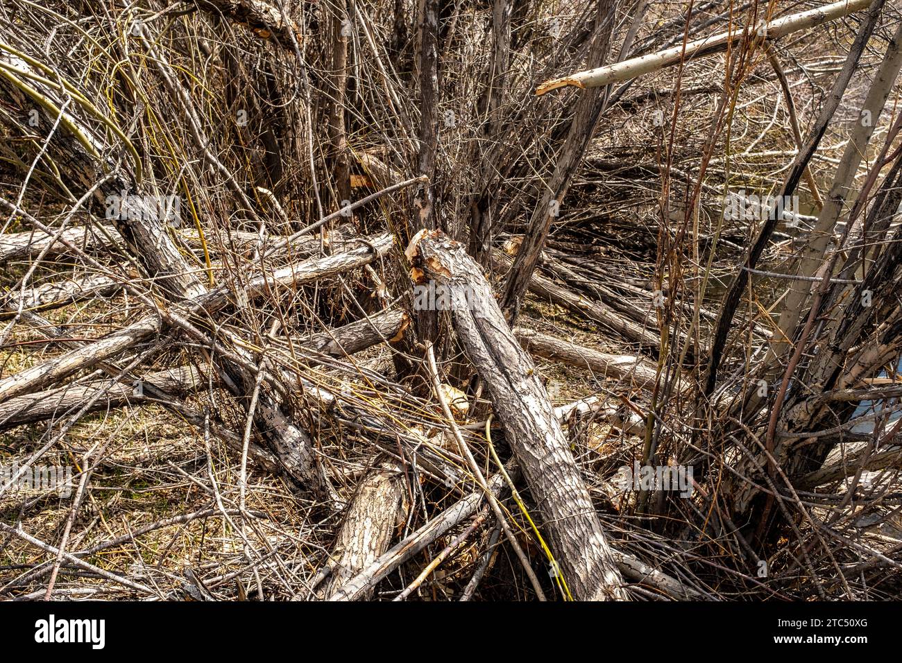 Beaver chewed willows Stock Photo - Alamy