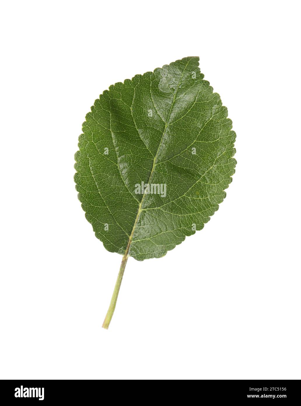 One fresh apple tree leaf isolated on white Stock Photo - Alamy