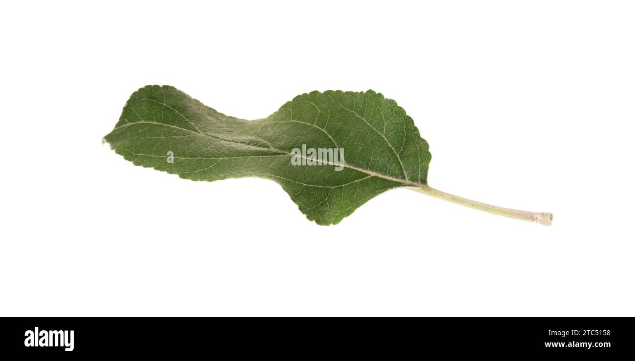 One green leaf of apple tree isolated on white Stock Photo - Alamy