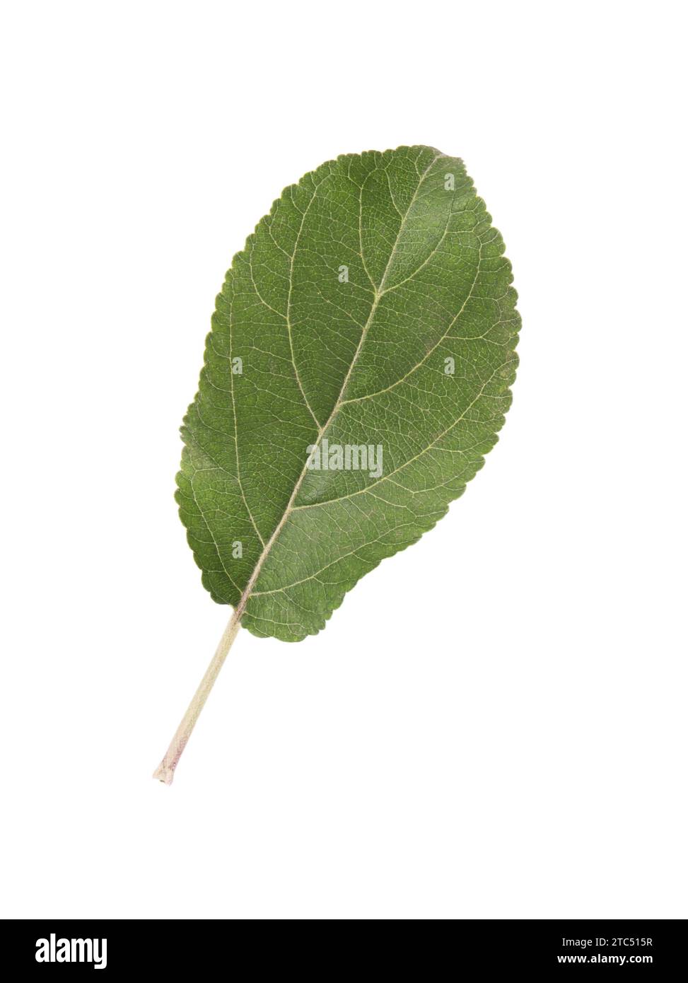 One green leaf of apple tree isolated on white Stock Photo - Alamy