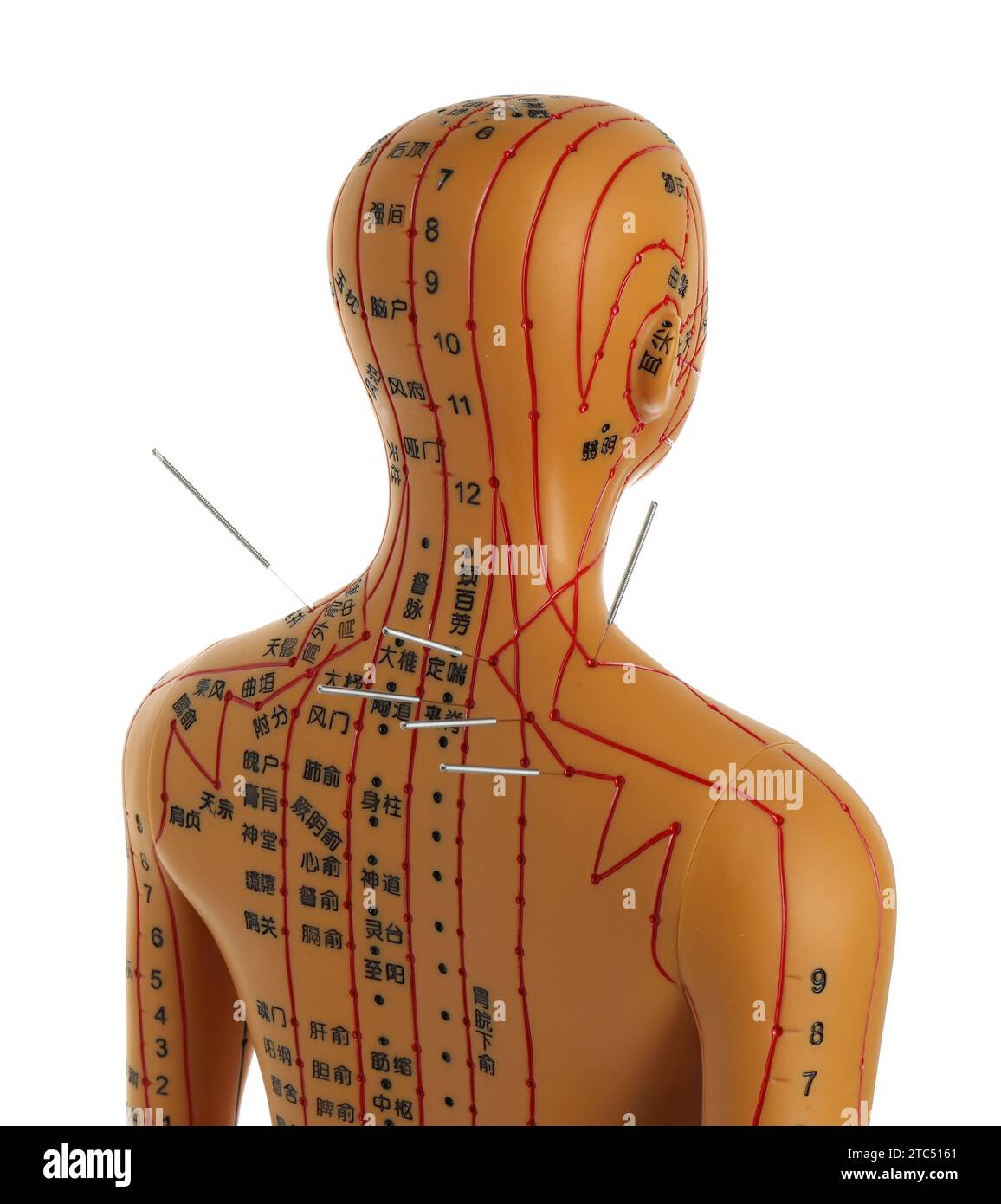 Oriental medicine model in hi-res stock photography and images - Alamy