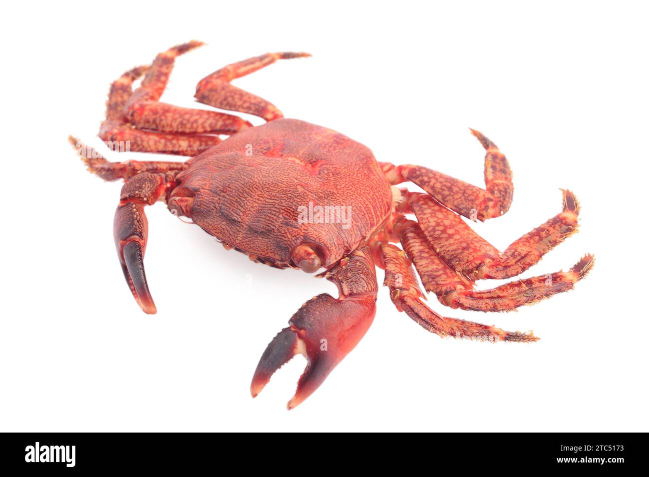 One single boiled crab Cut Out Stock Images & Pictures - Alamy
