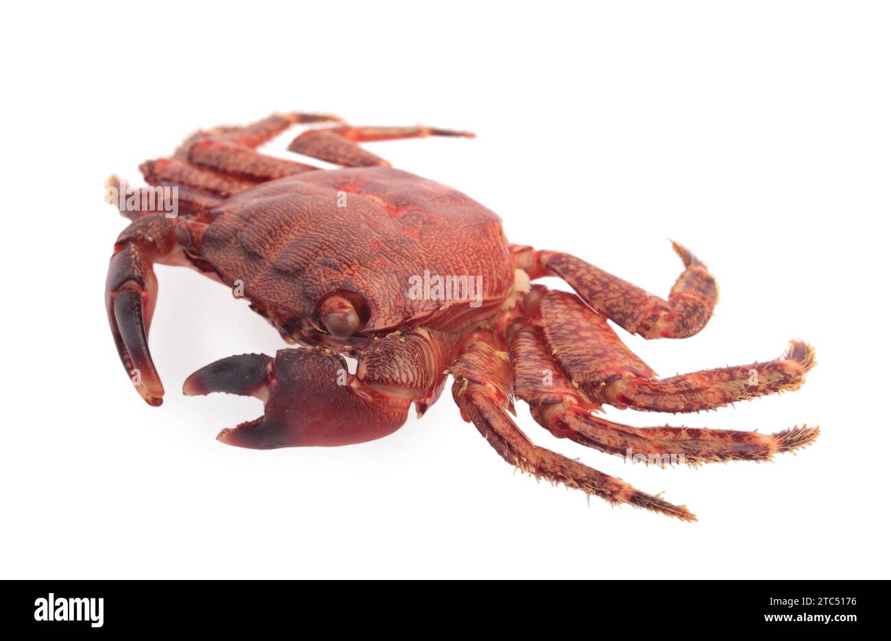 One single boiled crab Cut Out Stock Images & Pictures - Alamy