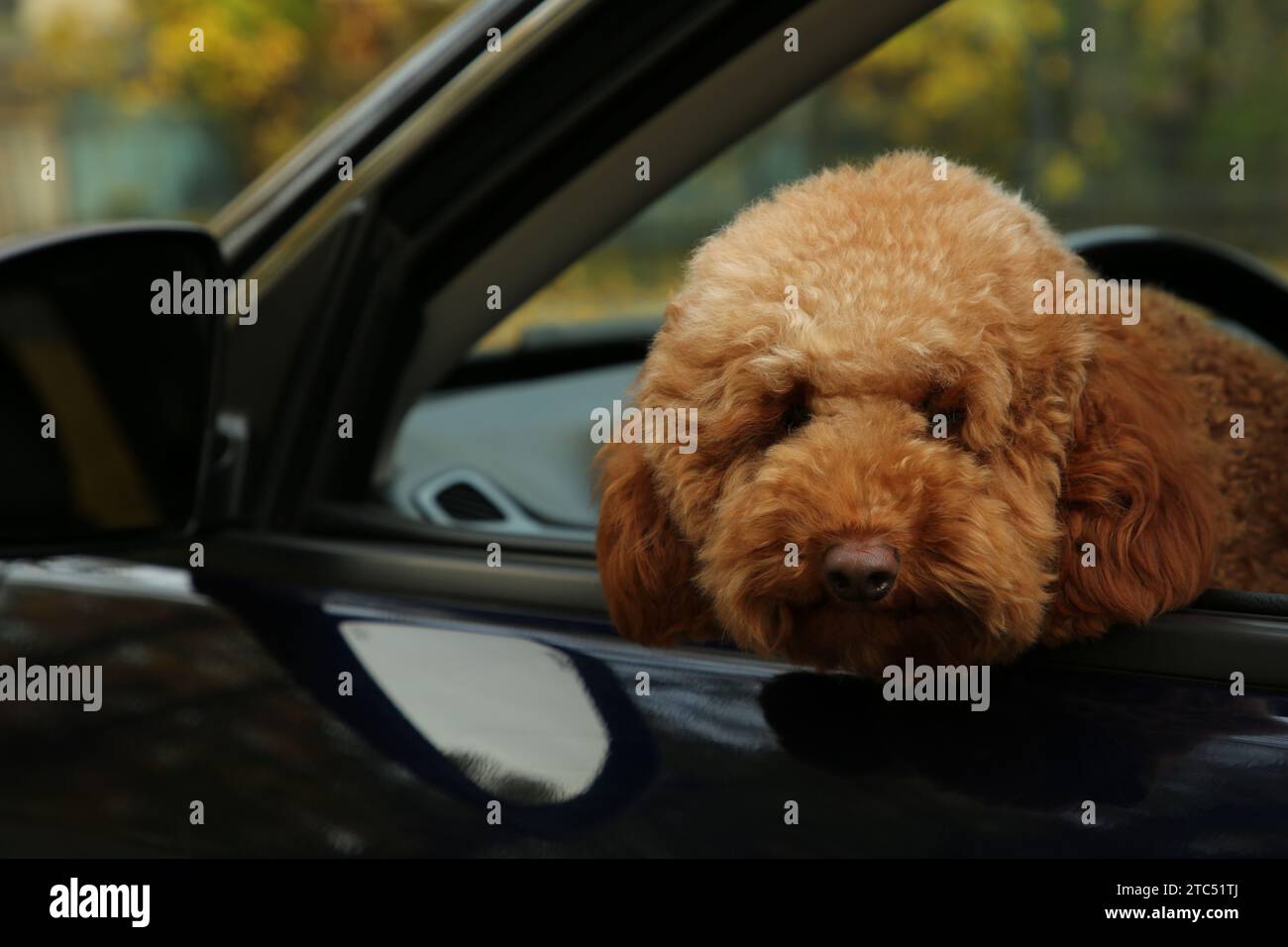 Cute dog inside black car, view from outside Stock Photo - Alamy