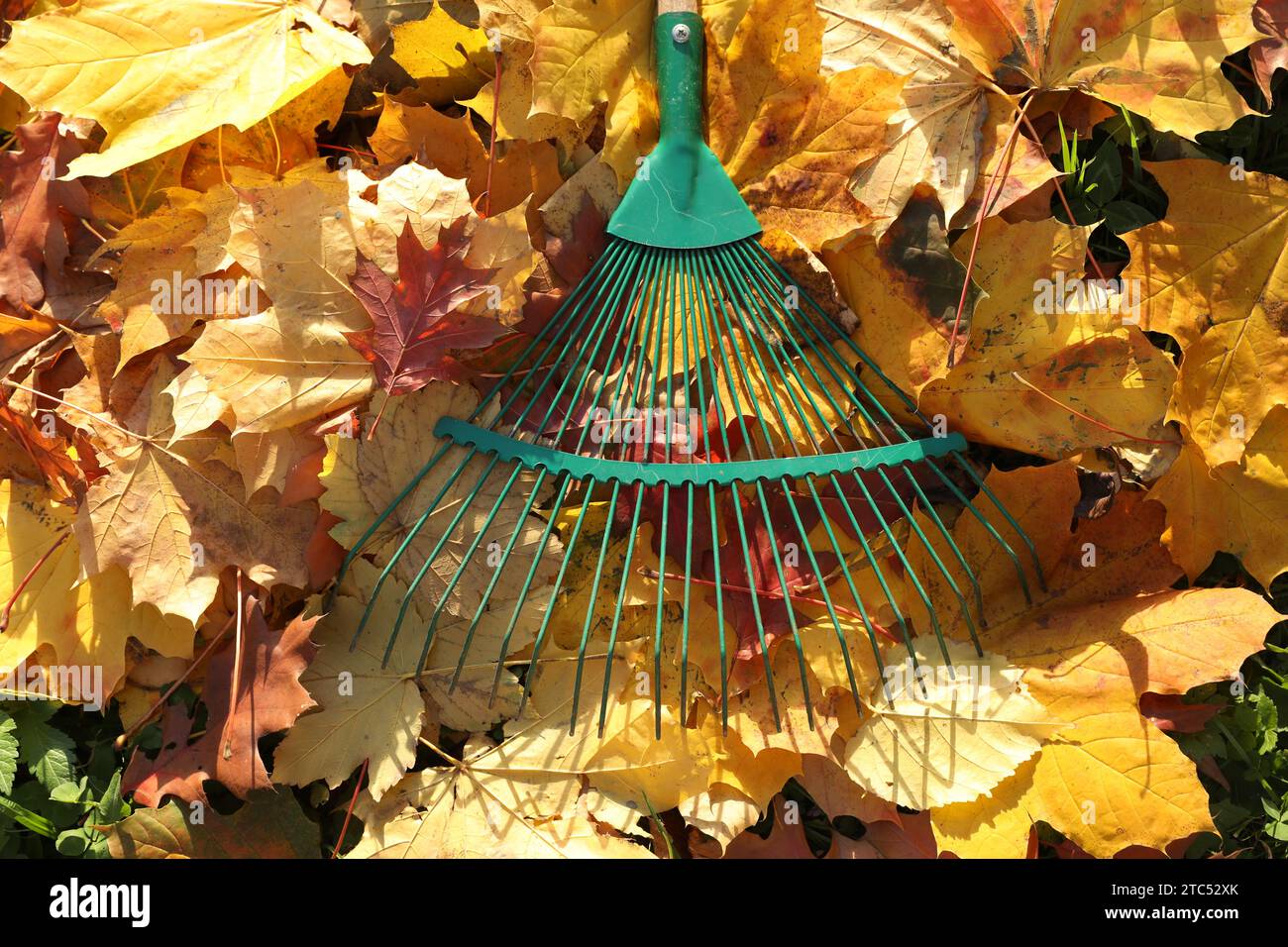 Rake and fall leaves on grass outdoors, top view Stock Photo - Alamy