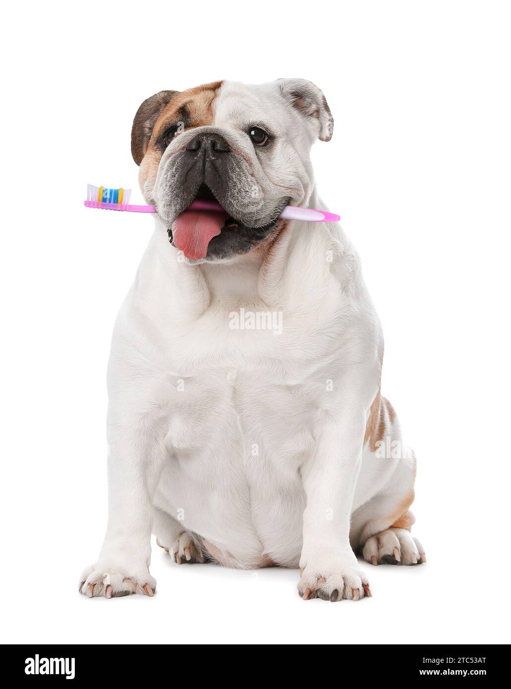 Cute dog with toothbrush in mouth isolated on white. Animal oral ...