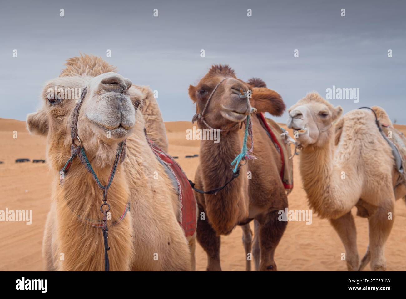 Funny camels hi-res stock photography and images - Alamy
