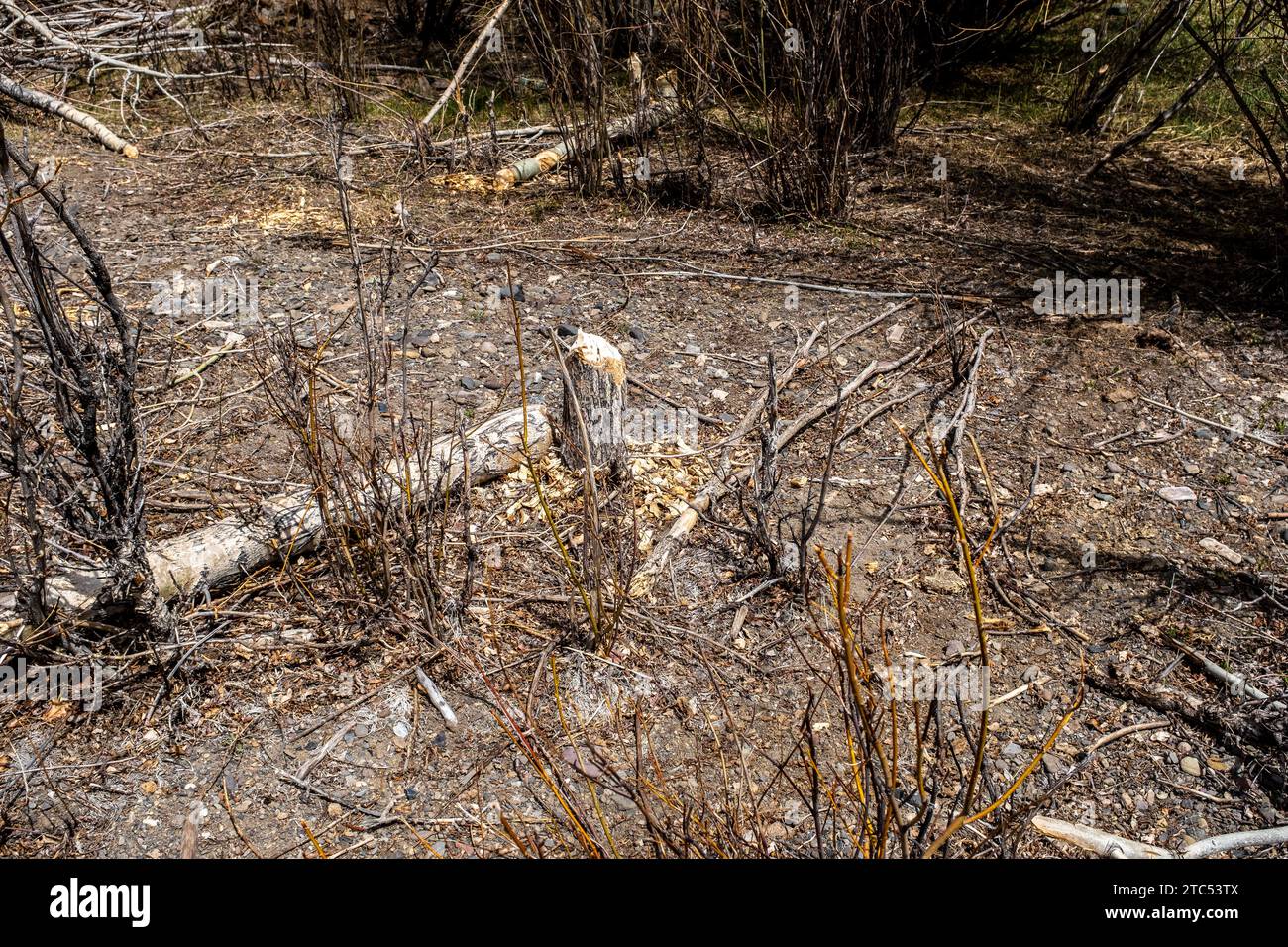 Clayton beaver hi-res stock photography and images - Alamy