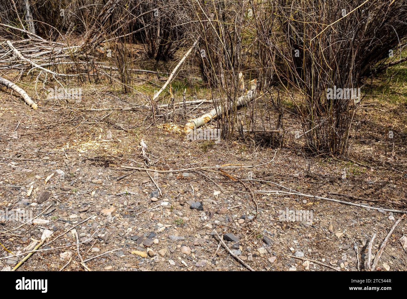 Beaver outdoor photos hi-res stock photography and images - Alamy