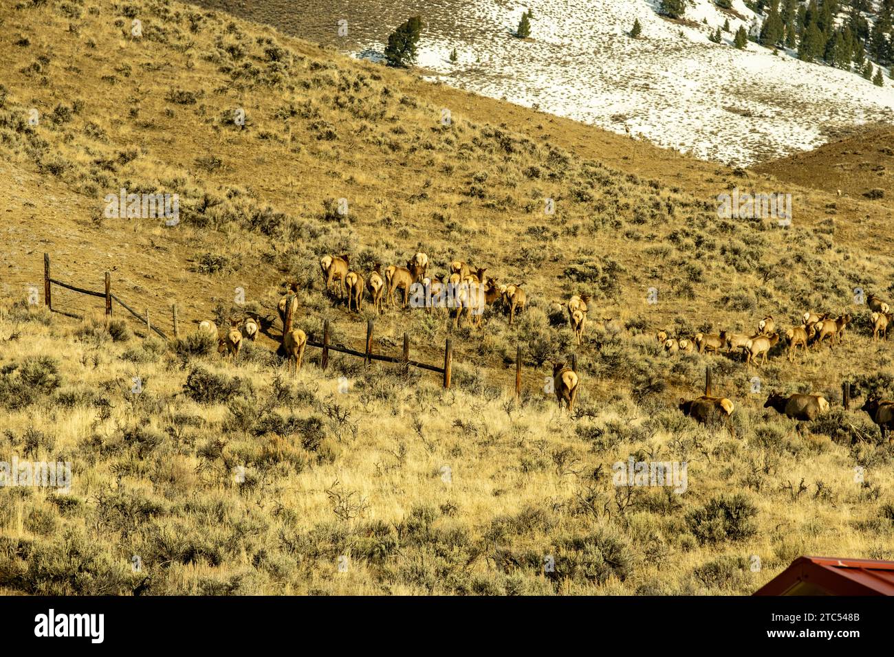 Elk migration hi-res stock photography and images - Alamy