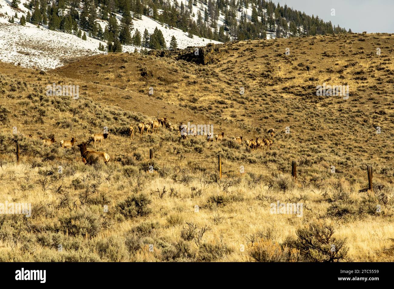 Elk migration hi-res stock photography and images - Alamy