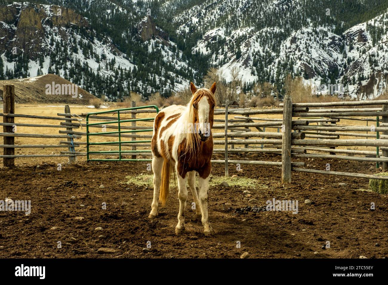 Ranch horse hi-res stock photography and images - Alamy
