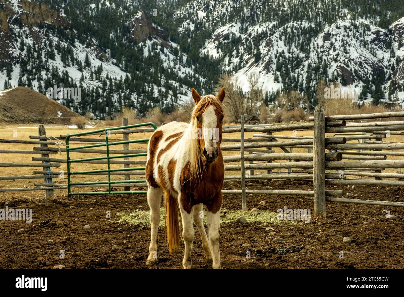 Ranch horse in corral Stock Photo - Alamy
