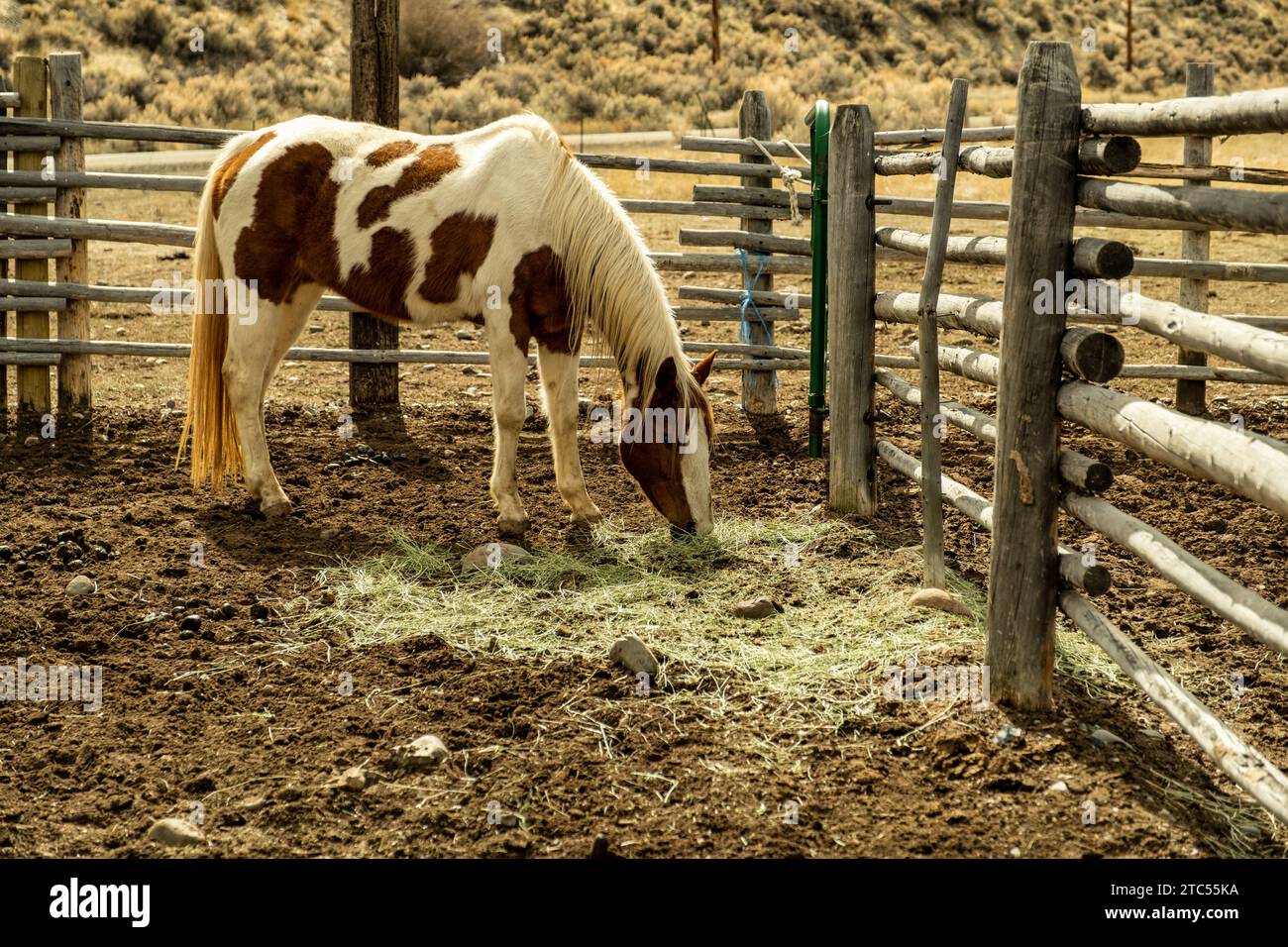 Outdoor horse photography hi-res stock photography and images - Alamy