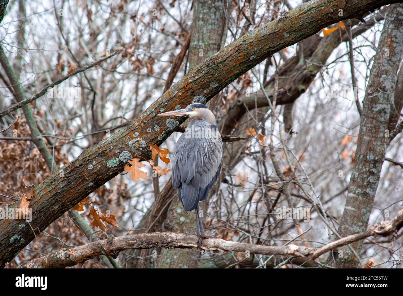 Herons watch hi-res stock photography and images - Alamy